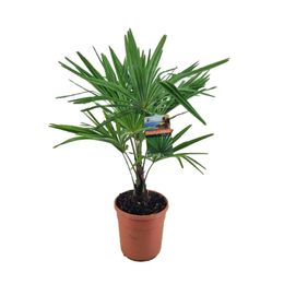 MeinVIPShop Trachycarpus fortunei Tessinerpalme 55 cm | Gr.: onesize