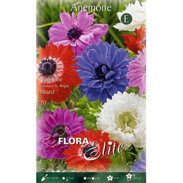 MeinVIPShop Anemone 60 Blumenzwiebeln | Gr.: onesize