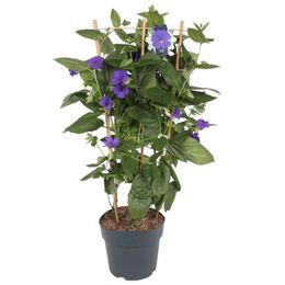 MeinVIPShop Blaue Himmelsblume 70cm XXL Thunbergia battiscombei | Gr.: onesize