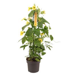 MeinVIPShop Schwarz&auml;ugige Susanne gelb 70 cm XXL Thunbergia alata | Gr.: onesize