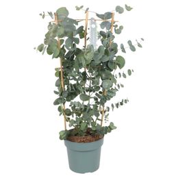 MeinVIPShop Eukalyptus 60 cm XXL | Gr.: onesize