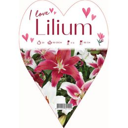 MeinVIPShop Blumenzwiebel Mischung Lilien Geschenkt&uuml;te 3 Blumenzwiebeln | Gr.: onesize