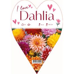 MeinVIPShop Blumenzwiebel Mischung Dahlie in Geschenkt&uuml;te | Gr.: onesize