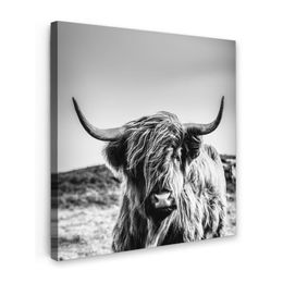 OnlyWow Leinwand Bilder Schottisches Hochlandrind | Gr.: 20 x 20 cm
