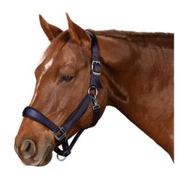 Passion 4Q Nylon Halfter blau Pony
