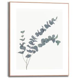 Bild mit Rahmen Reinders, B:40cm H:50cm T:1,6cm, gr&uuml;n, MDF, Wohnzimmer, Bilder, "Eucalyptus"