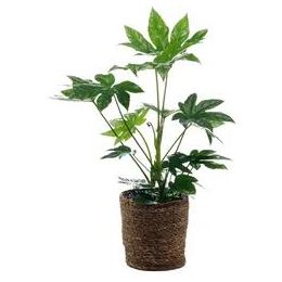 Tchibo - Fatsia mit &Uuml;bertopf - gr&uuml;n