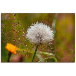 Artland Leinwandbild &raquo;Pusteblume im Blumenfeld&laquo; Blumen 1 Stk. tlg. auf Holzrahmen gespannt beige Leinwand
