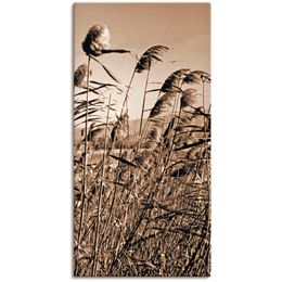 Artland Leinwandbild &raquo;Sepia Gr&auml;ser II&laquo; Gr&auml;ser 1 Stk. tlg. auf Holzrahmen gespannt beige Leinwand