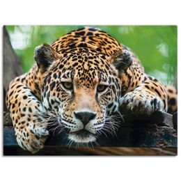 Leinwandbild Artland "S&uuml;damerikanischer Jaguar", braun (farbe bild(er): braun), B:80cm H:60cm, Bilder, Leinwandbild, auf Holzrahmen gespannt