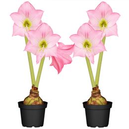 toom Amaryllis mit 2 Trieben rosa 12 cm Topf, 2er-Set