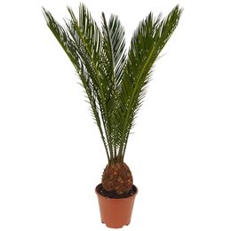 Palmfarn 14 cm Topf