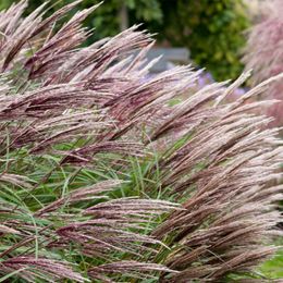 Garten-Chinaschilf 'Red Chief' Lieferform: Im 5 Liter Topf