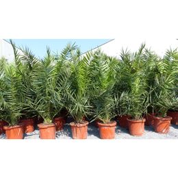Palme XXL 180 cm Phoenix canariensis, kanarische Dattelpalme, winterhart