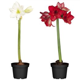 toom Amaryllis Farbmix wei&szlig;-rot 12 cm Topf, 2er-Set