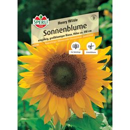 Sonnenblume 'Henry Wilde'