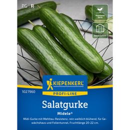 Salatgurke 'Midele ' F1-Hybride