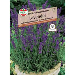 Lavendel 'SPERLI's Blaues Wunder'