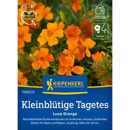 Kleinbl&uuml;tige Tagetes 'Luna Orange'