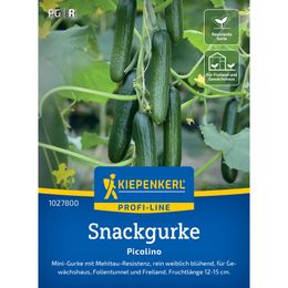 Snackgurke 'Picolino' F1-Hybride