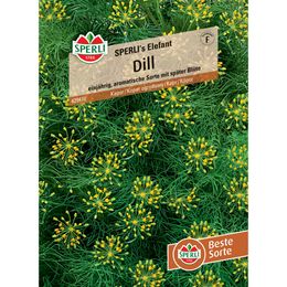 Dill 'SPERLI's Elefant'