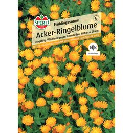 Acker-Ringelblume 'Fr&uuml;hlingssonne'