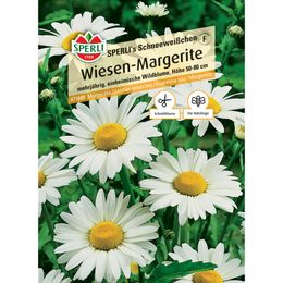 Wiesen-Margerite 'SPERLI's Schneewei&szlig;chen'