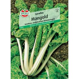 Mangold 'Lucullus'
