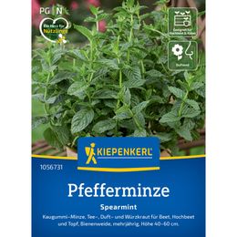 Pfefferminze 'Spearmint'