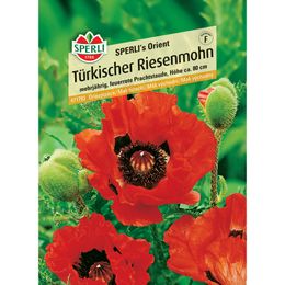 T&uuml;rkischer Riesenmohn 'SPERLI's Orient'