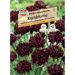 Kornblume 'SPERLI's Black Beauty'