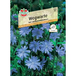 Wegwarte