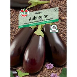 Aubergine 'Galine' F1-Hybride