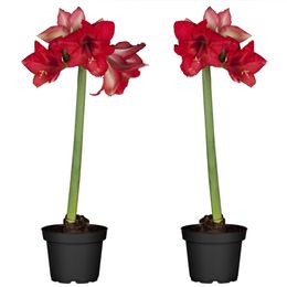 toom Amaryllis rot 12 cm Topf, 2er-Set