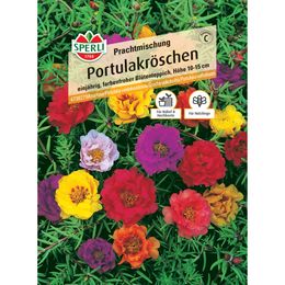 Portulakr&ouml;schen Prachtmischung