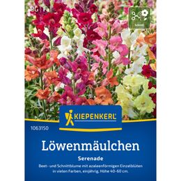 L&ouml;wenm&auml;ulchen 'Serenade'