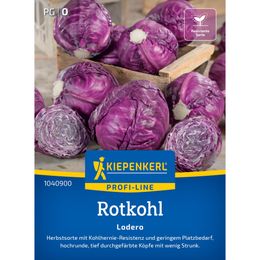 Rotkohl 'Lodero' F1-Hybride