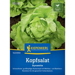Kopfsalat 'Dynamite'