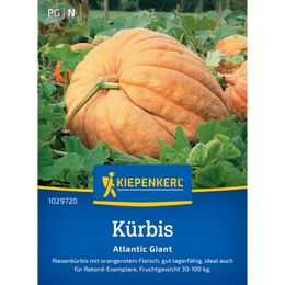 K&uuml;rbis 'Atlantic Giant'