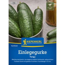 Einlegegurke 'Twigy' F1-Hybride