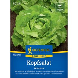 Kopfsalat 'Analena'