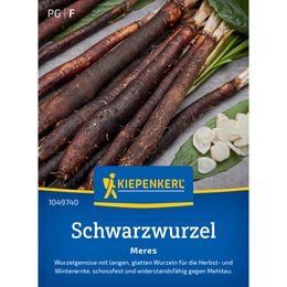 Schwarzwurzel 'Meres'