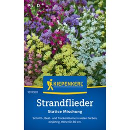 Strandflieder 'Statice Mischung'