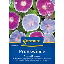 Prunkwinde 'Picotee Mix'