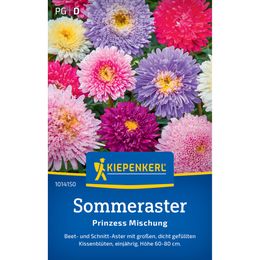 Sommeraster 'Prinzess Mischung'