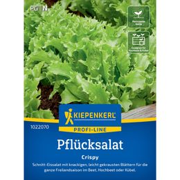 Pfl&uuml;cksalat 'Crispy'