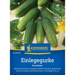 Einlegegurke 'Excelsior' F1-Hybride