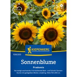 Sonnenblume 'Pradomio'