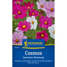 Cosmos 'Sensation Mischung'
