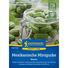 Mexikanische Minigurke 'Mateo'
